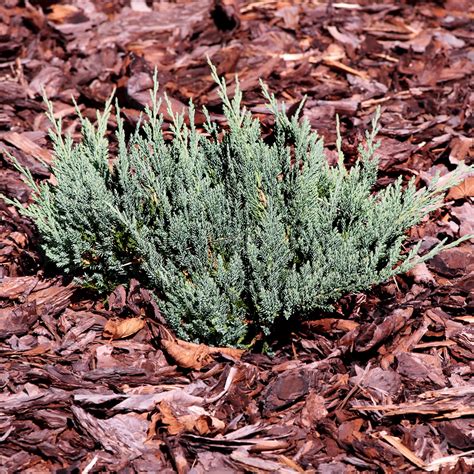 Juniperus Horizontalis Wiltoni Horizontalis Juniper Bumbees