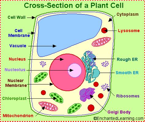 Cross Section Plant Cell Biology Cell Structure An Function