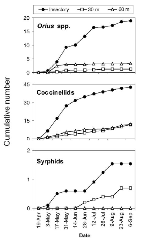 Cumulative Number Of Orius Spp Coccinellids And Syrphids Per Yellow