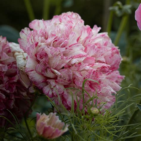 Peony Poppy Papaver Somniferum Flemish Antique Peony