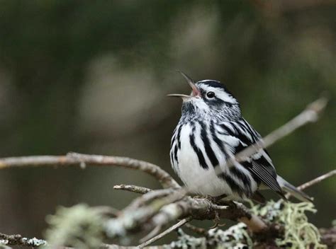 Factors Influencing Transferability In Species Distribution Models
