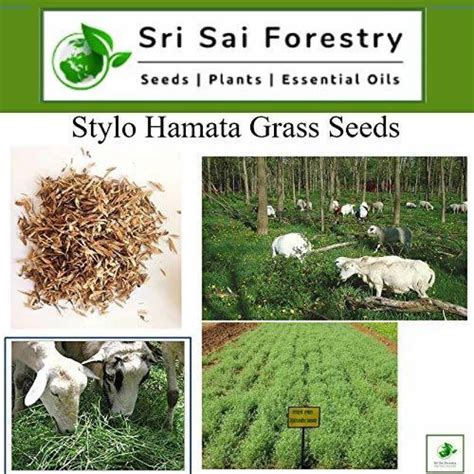 Sri Sai Forestry Stylo Hamata Grass Seed Seed Price In India Buy Sri