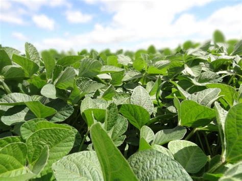 Over 25 Bio Based Raw Materials For Your Ink Formulation