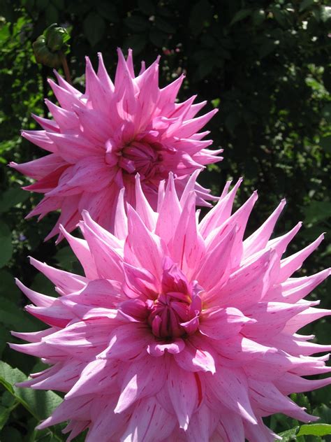 Dalia Roze - Gratis foto op Pixabay