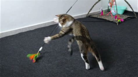 A Very Funny Playful Cat Youtube