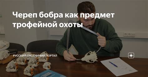 Череп бобра как предмет трофейной охоты Русский охотничий портал Дзен