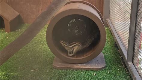 계속 보게 되는 다람쥐 쳇바퀴 돌리기 Youtube