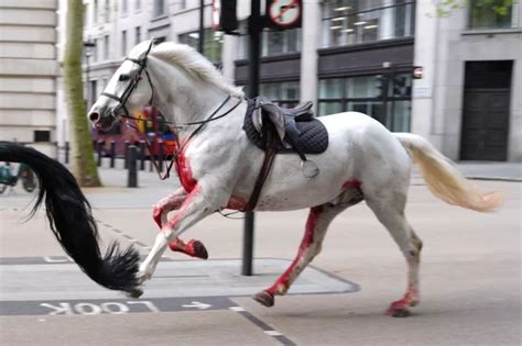 Runaway Horses Race Through London Covered In Blood After Escaping