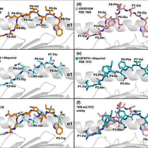 Hydrogen Bond Interactions Occurring In Allopurinol Peptide Hla