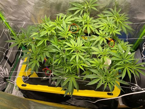 Is Something Eating My Plants Rmngrowers