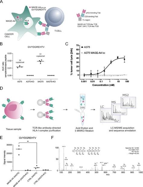 Roches Paper On Tcr Like Antibodies In Human Tissues The Antibody