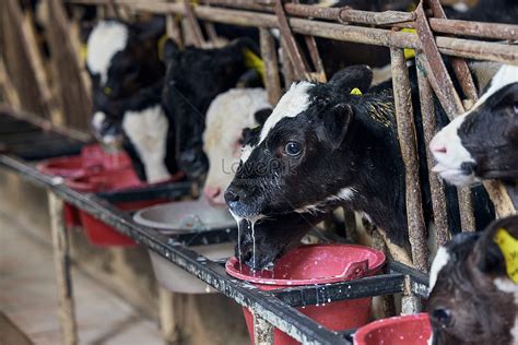 Calf Drinking Milk Picture And Hd Photos Free Download On Lovepik