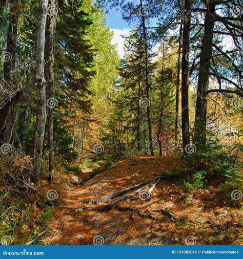Ecosystem Nature Path Temperate Broadleaf And Mixed Forest Picture