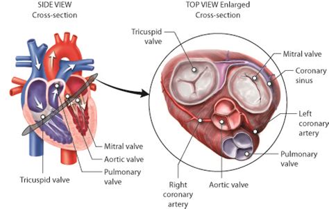 Understanding Cardiovascular Disorders Causes Symptoms And Treatment