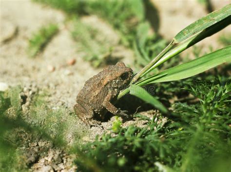 Juvenile Toad In Long Dry Yellow Grass Stalks Toad Common Toad Bufo