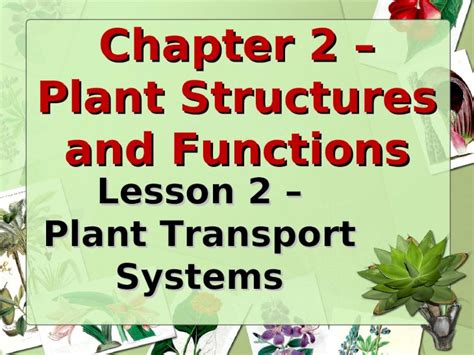 Ppt Chapter 2 Plant Structures And Functions Lesson 2 Plant