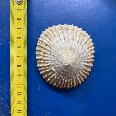 Yahooオークション カサガイ やや大 729mmx647mmx428mm