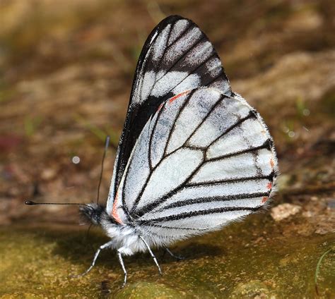 48 Common Black And White Butterflies With Pictures