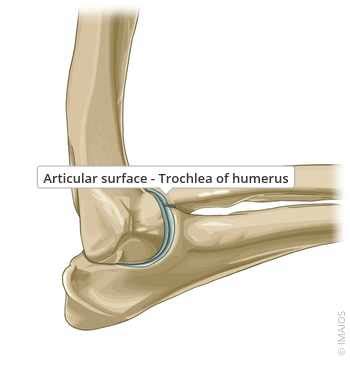 Articular Surface Trochlea Of Humerus Vet Anatomy Imaios