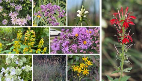 Massachusetts Native Plants My Home Park Curated Native Gardens