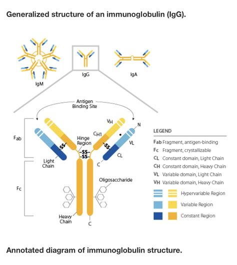 Immunoglobulin Structure And Classes Thermo Fisher Scientific Us