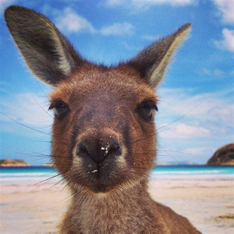 This Curious Fellow Is One Of The Many Kangaroos That Live At Lucky Bay In Cape Le Grand