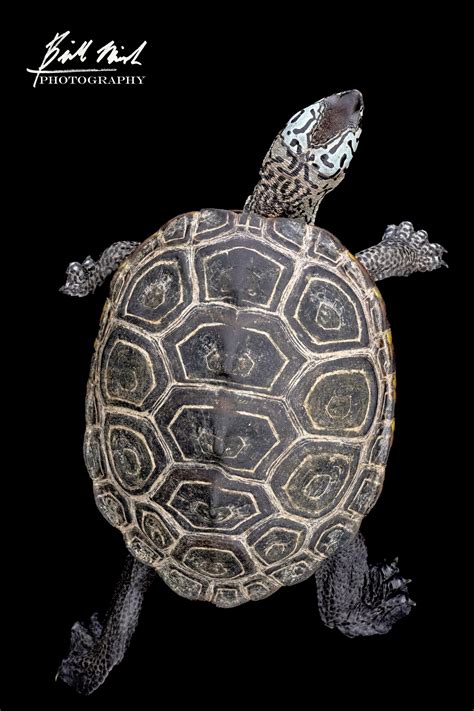 Terrapin Turtle Shell Chesapeake Bay Maryland Nature Maritime Nautical