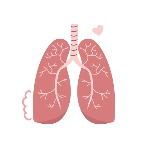 Polmoni Umani Disegnati A Mano Carino Piatto Moderno Illustrazione Concetto Di Organo Interno
