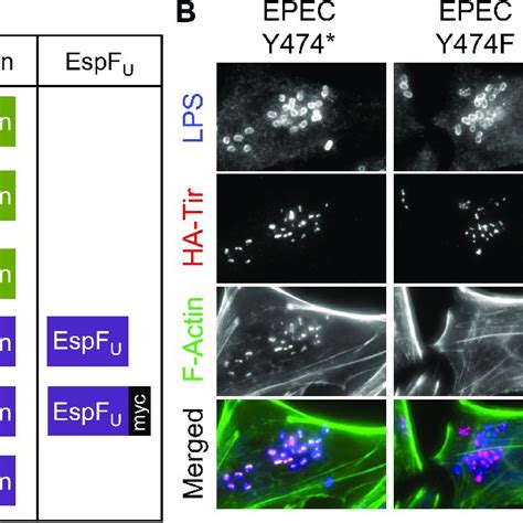Ehec And Epec Pedestals Can Be Compared Directly Using Engineered Epec