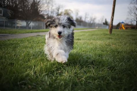 How To Train An Aussiedoodle Temperament Training Tips And Expert