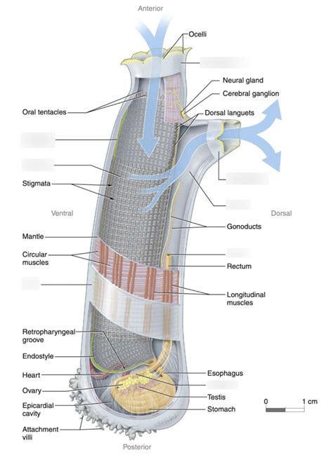 Ca Lab 1 Tunicate Diagram Quizlet