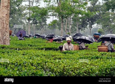 Sivasagar Assam India 18th Apr 2015 Indian Workers Pluck Tea