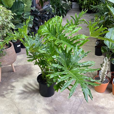 Philodendron Selloum 300mm Exotic Botanic