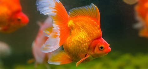 Aquaponie Les Meilleurs Poissons à élever Chez Soi