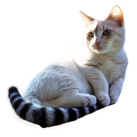 Download Lazy Cat Meme Png 05212024