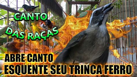 O MELHOR Abre Canto ESQUENTE SEU TRINCA FERRO YouTube