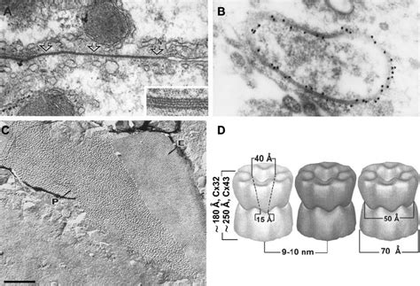 Gap Junctions Histology