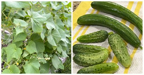 How To Grow More Cucumbers The Novice Homestead