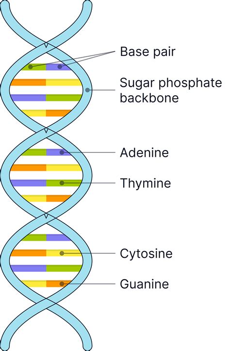 Dna And The Genome Aqa Gcse Biology
