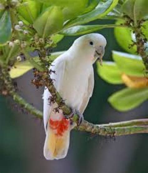 Top 15 Endangered Species In The Philippines Environment Go