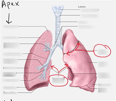 BIO 328 10 Respiratory System Lungs Diagram Quizlet