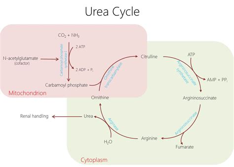 Urea Cycle With Structure