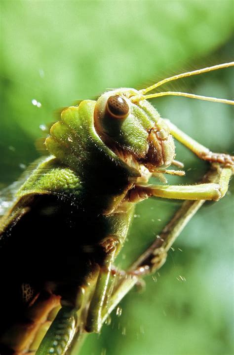 Grasshopper Photograph By Patrick Landmann Science Photo Library Pixels