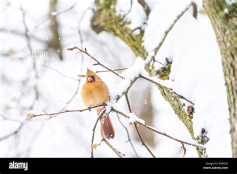 Closeup Of One Fluffed Puffed Up Orange Red Female Cardinal Bird