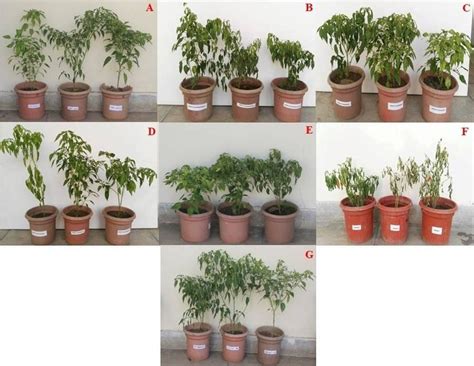 Biocontrol Efficacy Of Trichoderma Species Against F Oxysporum F Spp Download Scientific