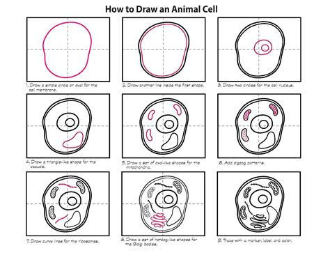 CC Cycle How To Draw Science Memory Work Classical Homebabe CC Digital Download CC
