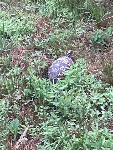 Julie Zickefoose On Blogspot Box Turtle Nest Csi Search And Recovery