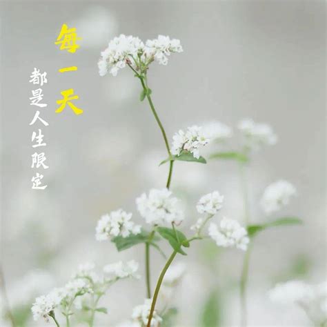 好书推荐丨豆瓣好书之随园诗话 袁枚 作诗 性灵