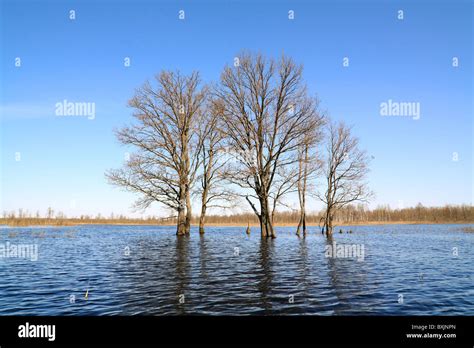 Tree In Water Stock Photo Alamy