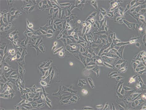 Piec Cells
